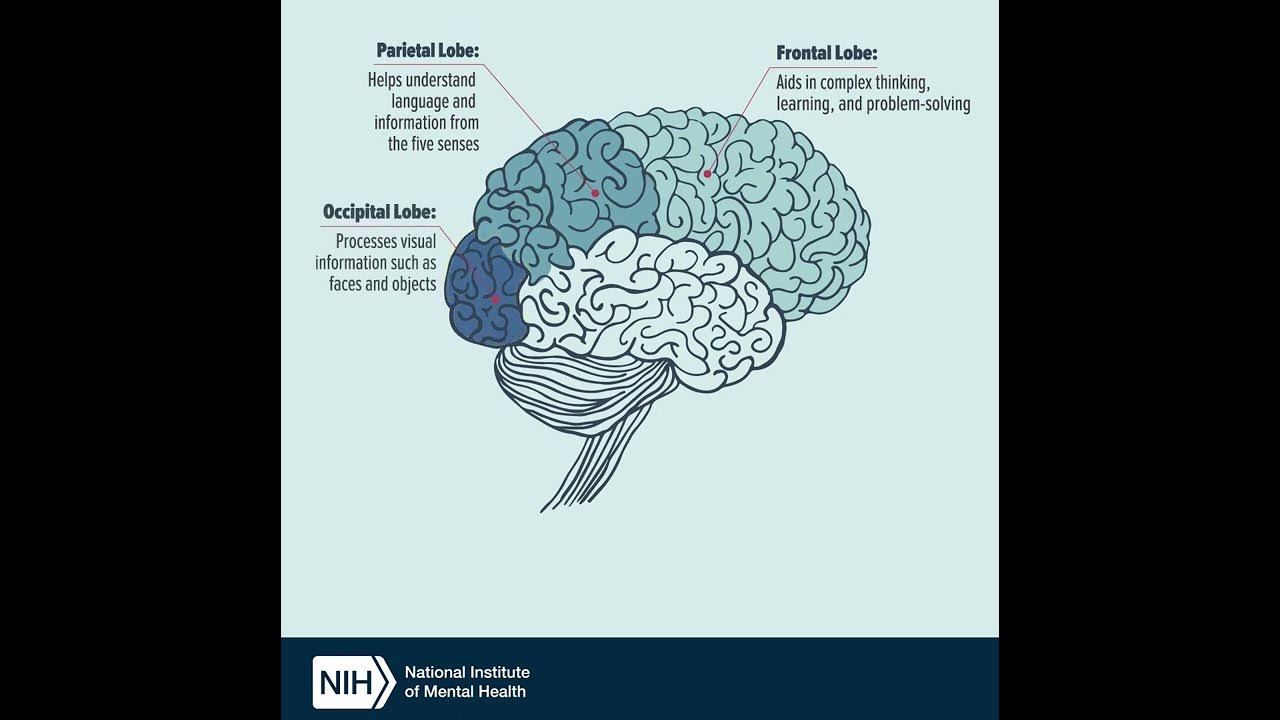 Get to Know Your Brain! - YouTube