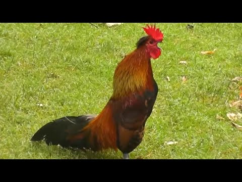 Jungle fowl rooster crowing - YouTube