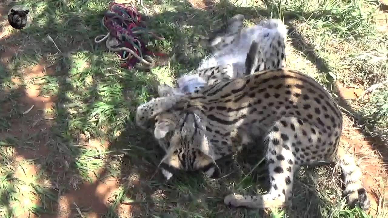 two servals playing - YouTube