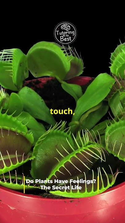 Do Plants Have Feelings? The Amazing Science of Plant Consciousness! - YouTube