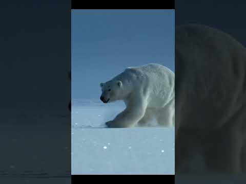 Sonido Oso Polar Rugido / Polar Bear Sound Growl - YouTube