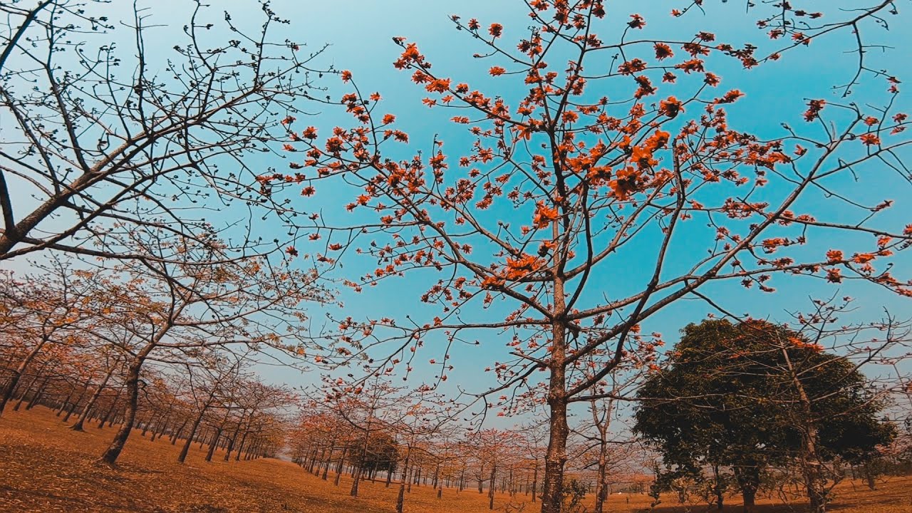 Shimul Bagan in Winter | Sunamganj, Sylhet | Part 2 | - YouTube