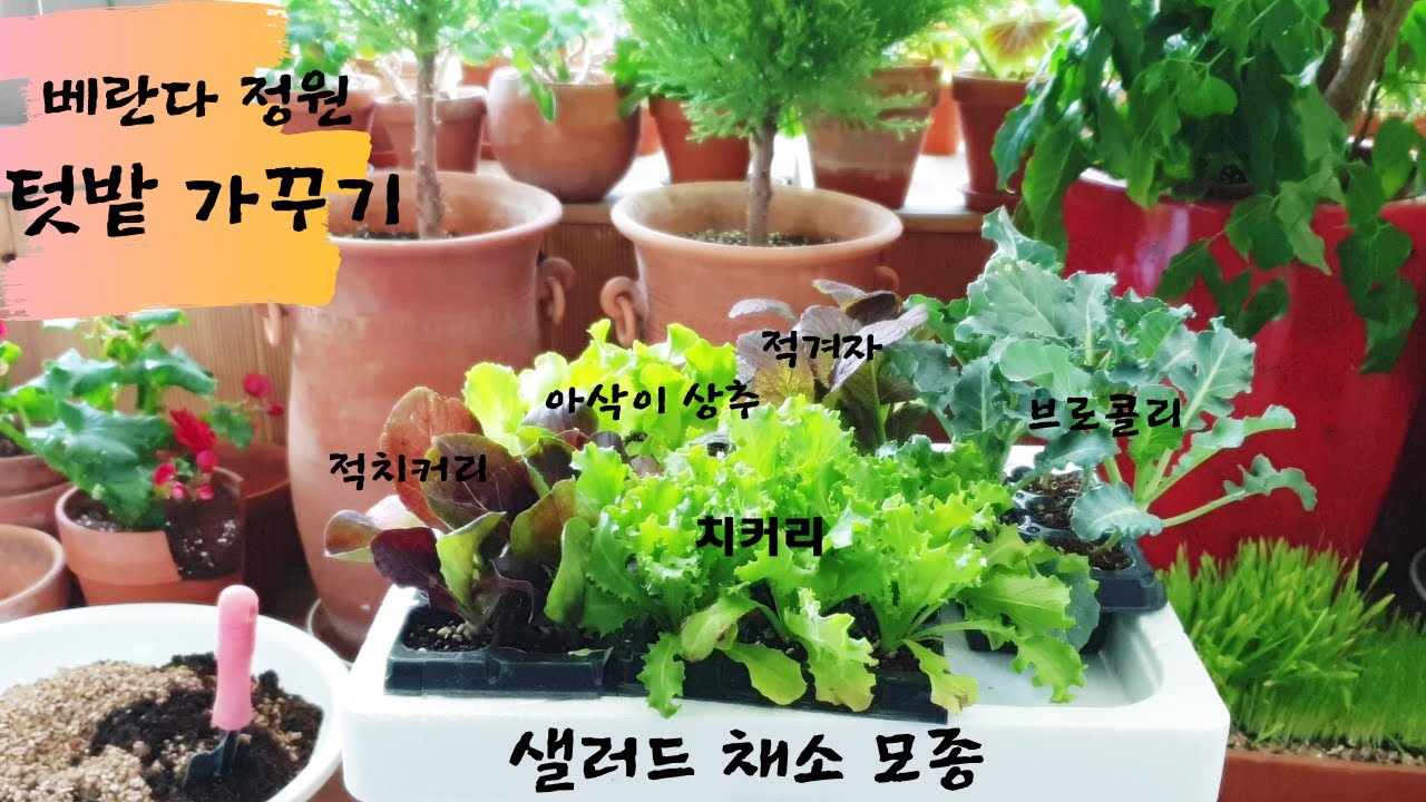 베란다 텃밭 모종심기 베란다에서 채소키우기 샐러드 채소 길러먹기 유기농 채소 길러먹기 상추 치커리 모종심기 물뿌리기