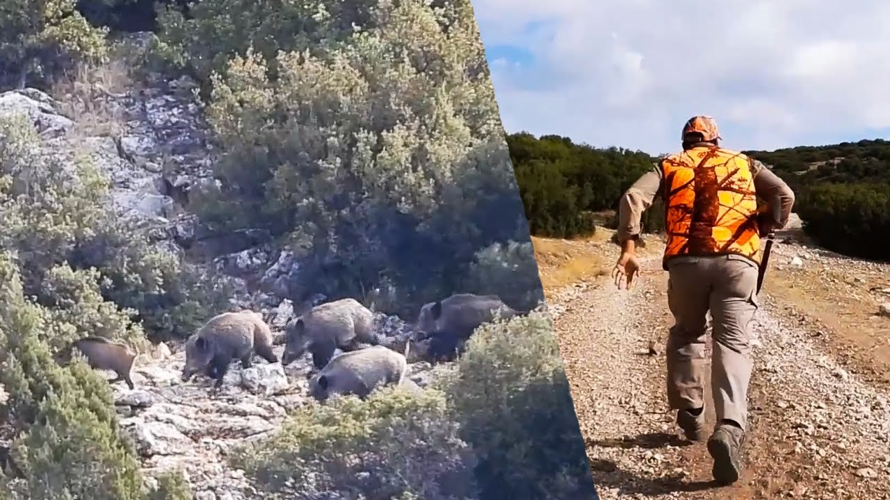 FULL ACTION WILD BOAR HUNTING - AKSİYON DOLU DOMUZ AVI - YouTube
