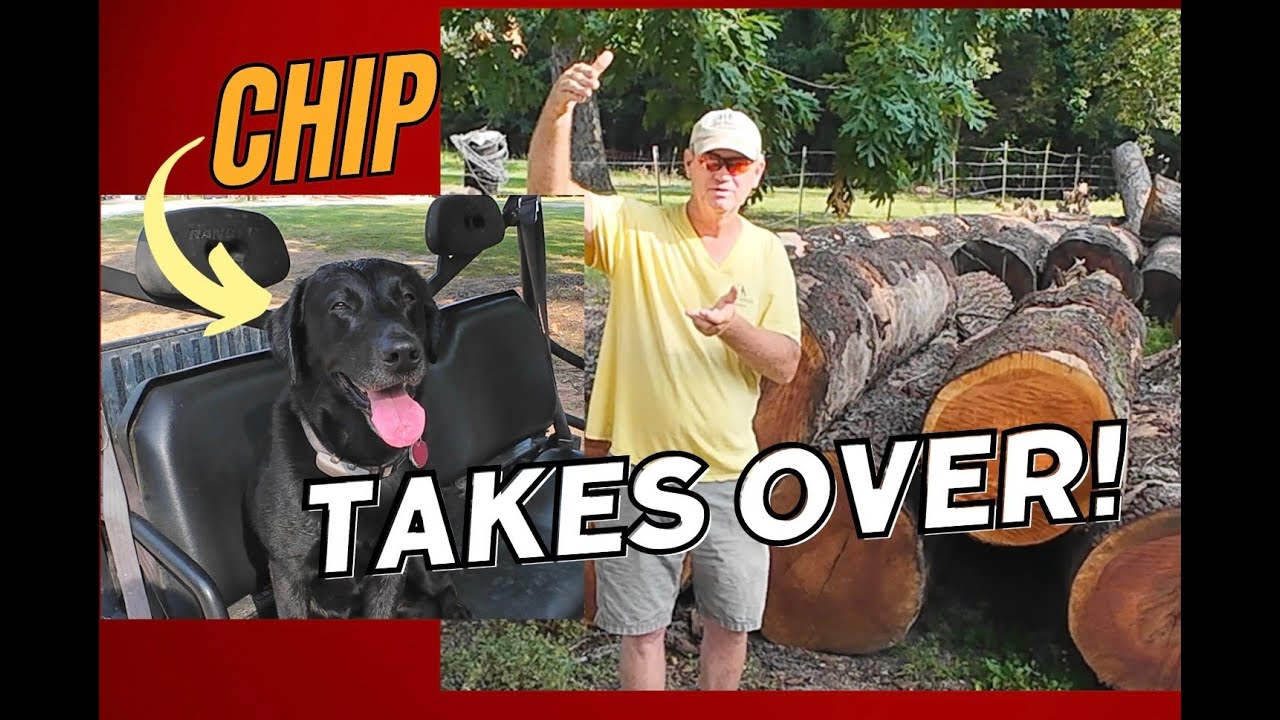 Sawmill Dog Gets Aggravated and Tells ALL About Sawing Cherry Logs ...