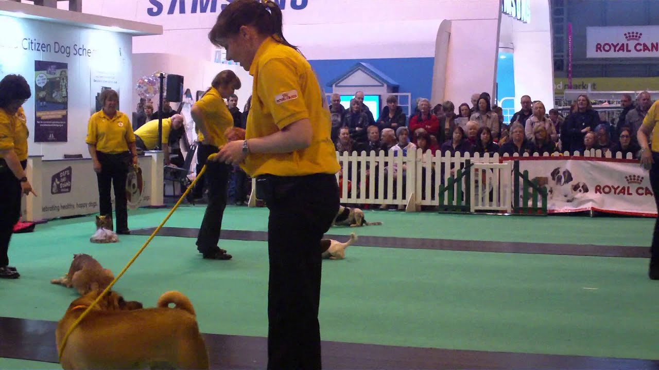 GCDS Gold Display Team Crufts 2013 - GCDS Ring - YouTube