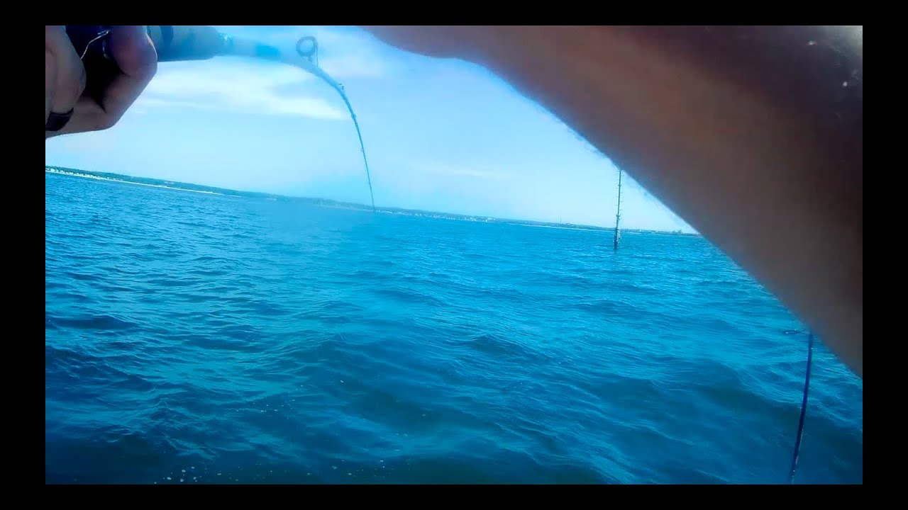 SUMMER Blackfish and Porgies in Long Island Sound - YouTube