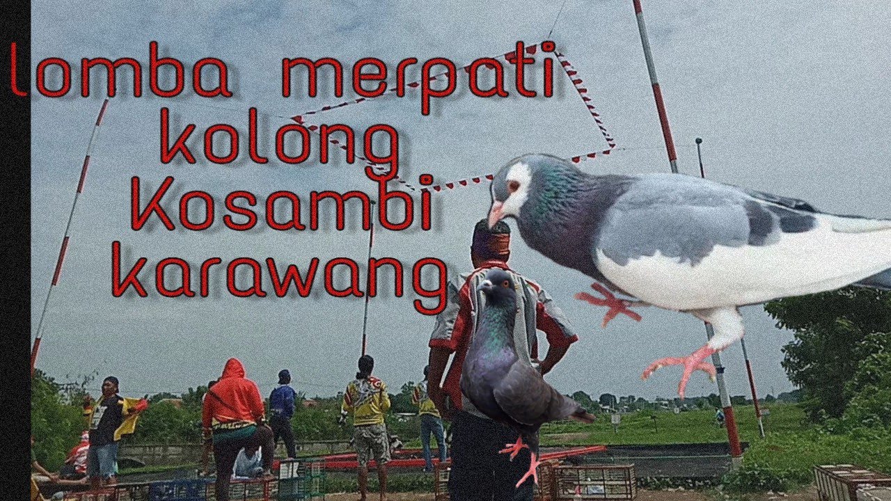 Lomba merpati kolong Kosambi Karawang - YouTube