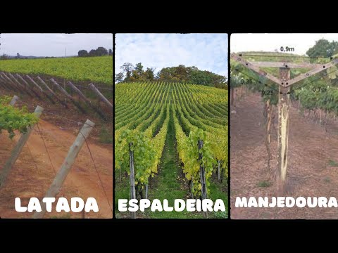 Como Escolher o Sistema de Condução Ideal para Videiras