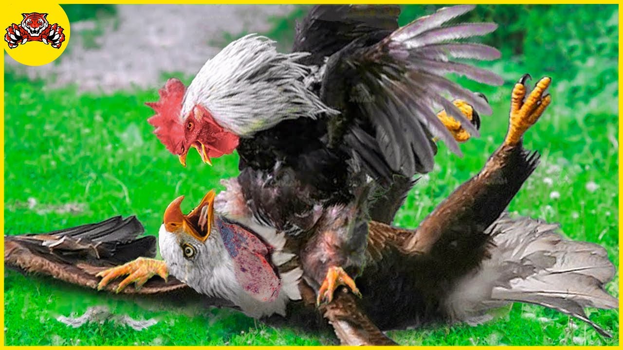 30 Moments Stupid Eagle Treats Rooster As Prey And Gets A Tragic End | Animal Fights - YouTube
