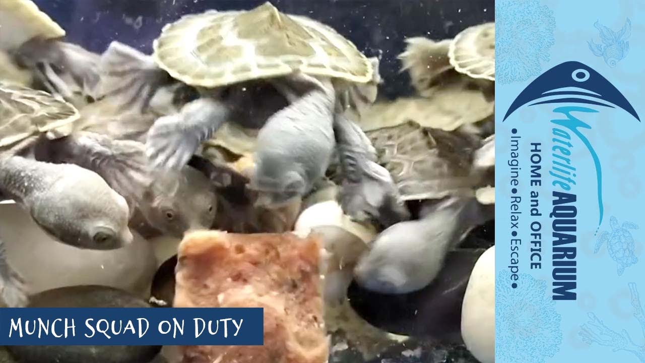 Super Cute Baby Short Neck Turtles | Waterlife Aquarium Ferntree Gully ...