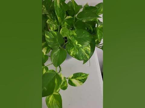 Green 💚 ivy heart leaf - YouTube