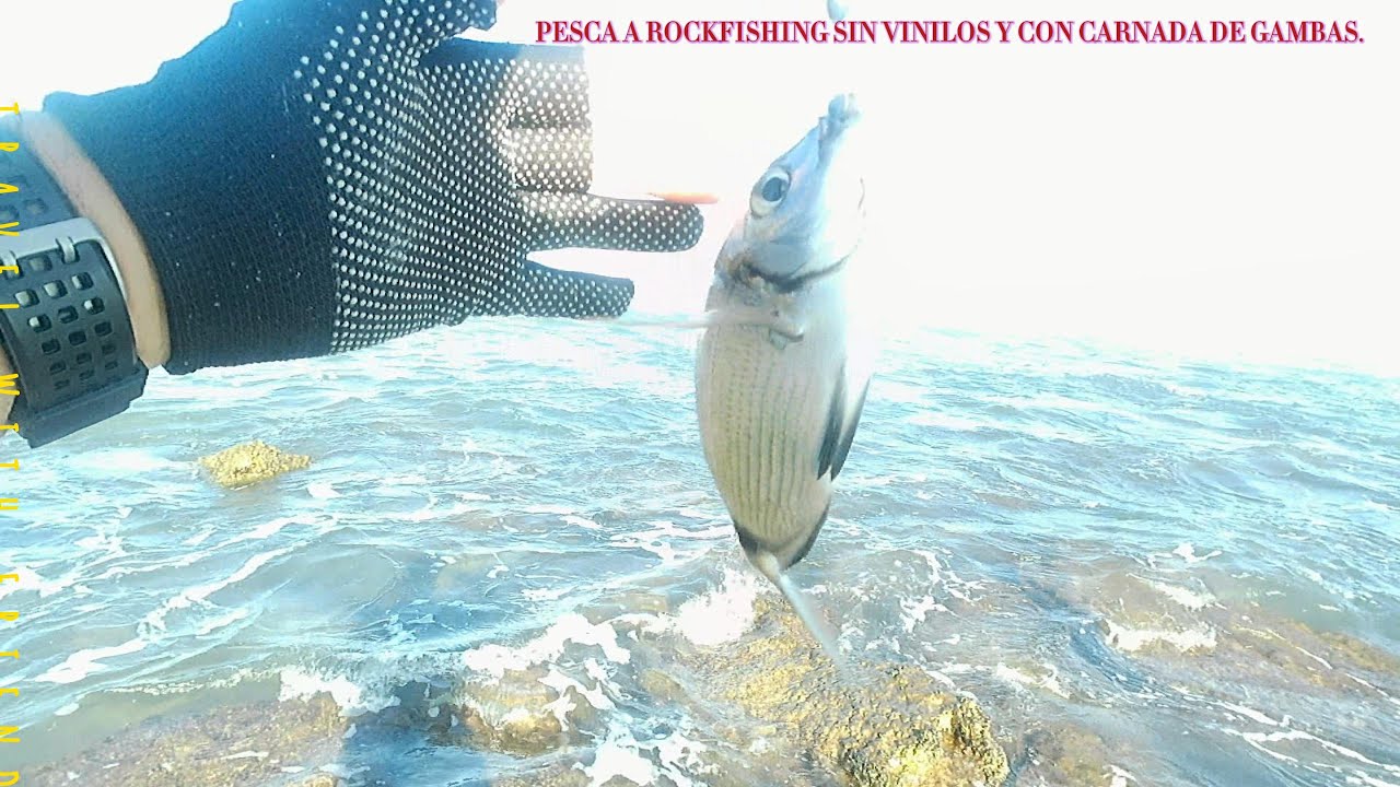PESCA ROCKFISHING SIN VINILOS, SOLO CON GAMBAS EN ESPUMERIO Y PIEDRAS Y ...