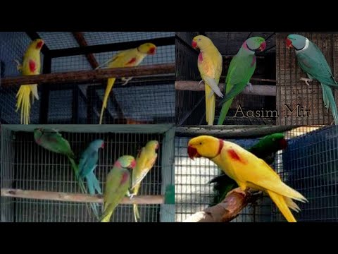 Yellow Raw Alexander Breeding Biggest Setup ..? @Hsn Entertainment ...