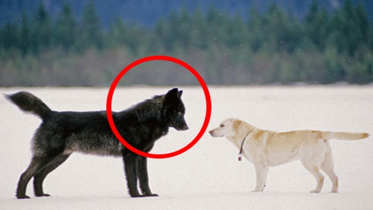 What's the Big Difference Between Wolves and Dogs? Find Out Here - YouTube