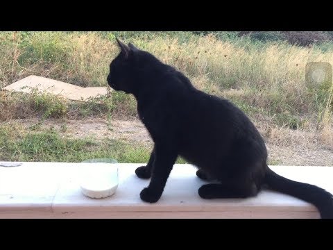 BIG BLACK CAT,SOKAK KEDİLERİNİ BESLEDİK,KOKUYU ALAN KEDİLER SÜT İÇMEYE GELDİLER FUNNY VIDEO