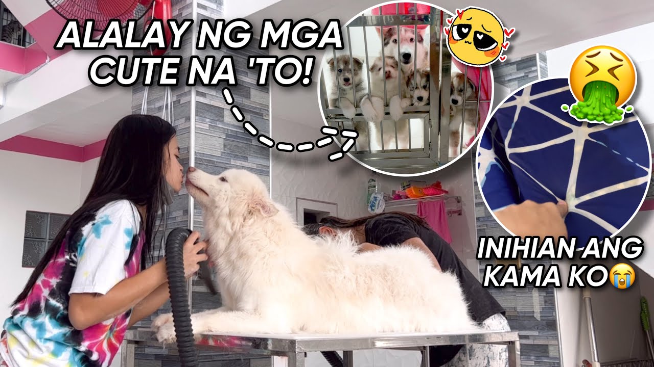 What I Do As “ALALAY” Of 23 Dogs? | FURMOM SAI | Vlogmas ‘22 Day 10 ...