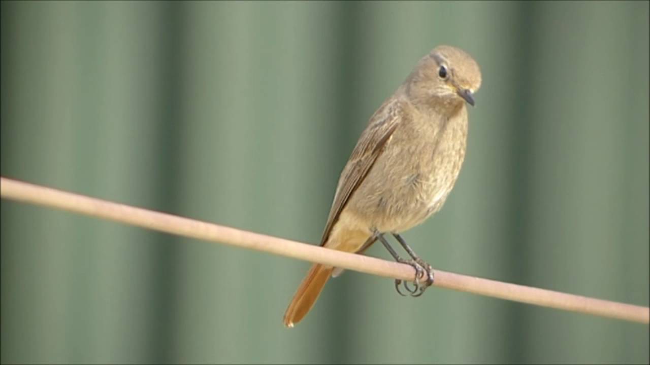 Black redstart - zwarte roodstaart - ( Female ) - YouTube