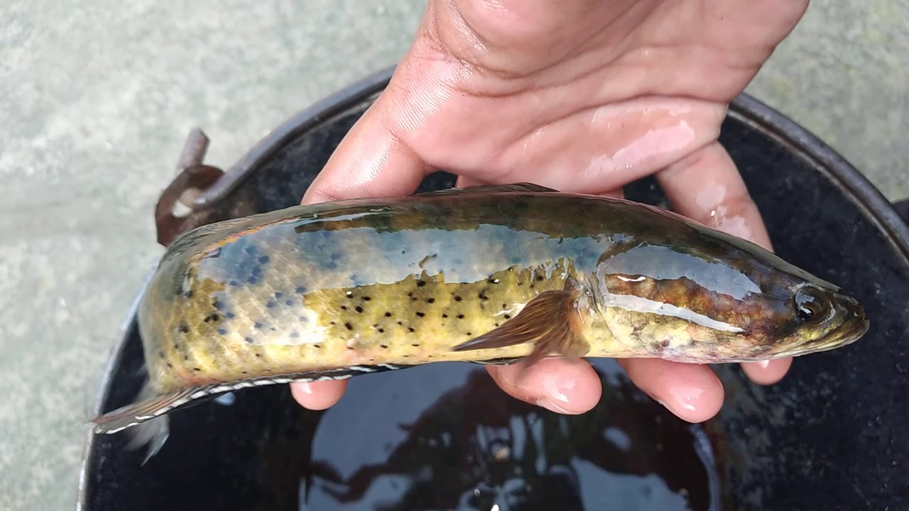 A Big Size Taki Fish in Amazing ll বড় টাকি মাছ ll Jaldhaka Fish ll ...