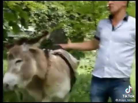 eşşək mahnısı 😂😂😂