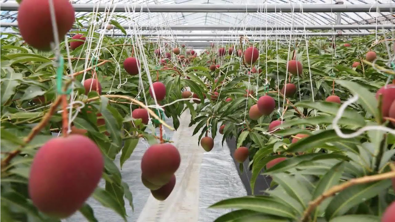 Orchids Flowers | WOW! Amazing New Agriculture Technology Mango ...