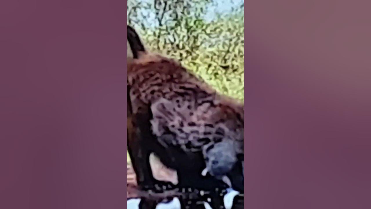 Wildlife..23 - YouTube