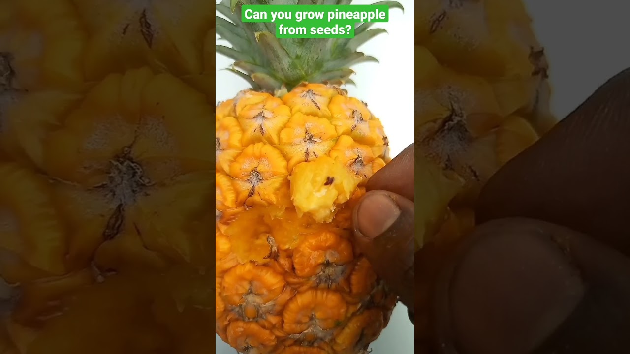 Where Are Pineapple Seeds Located