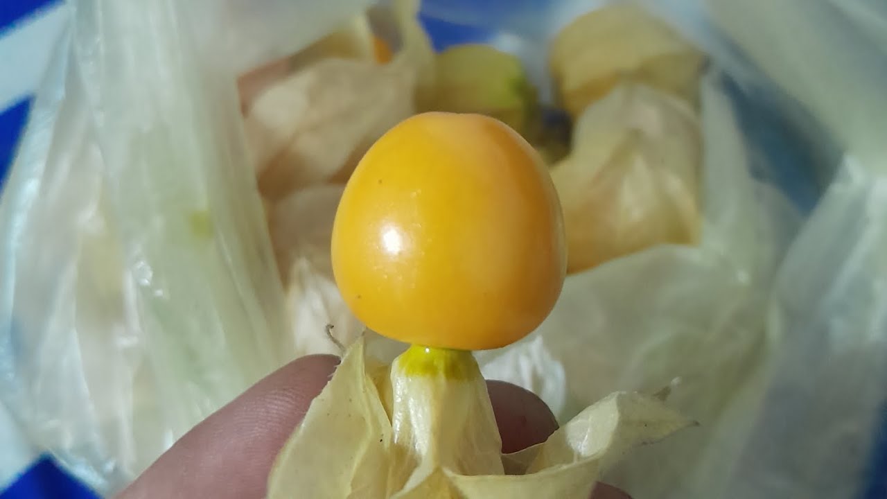 Como cosechar Aguaymanto o Capuli /Cosechando Fruta de capuli - YouTube