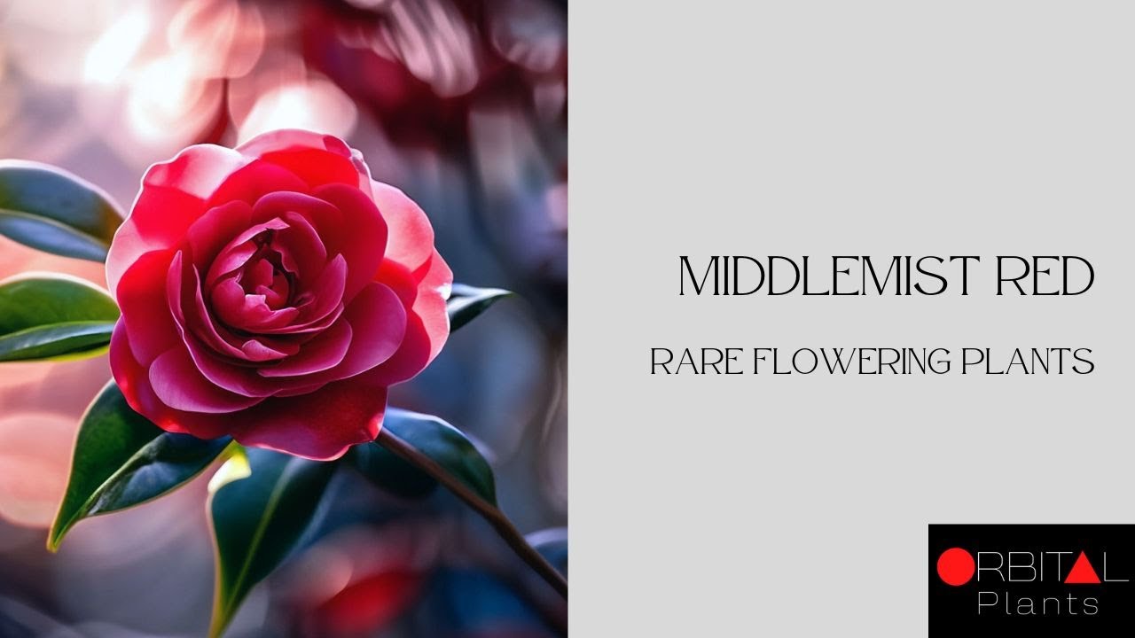 16. Middlemist red - YouTube