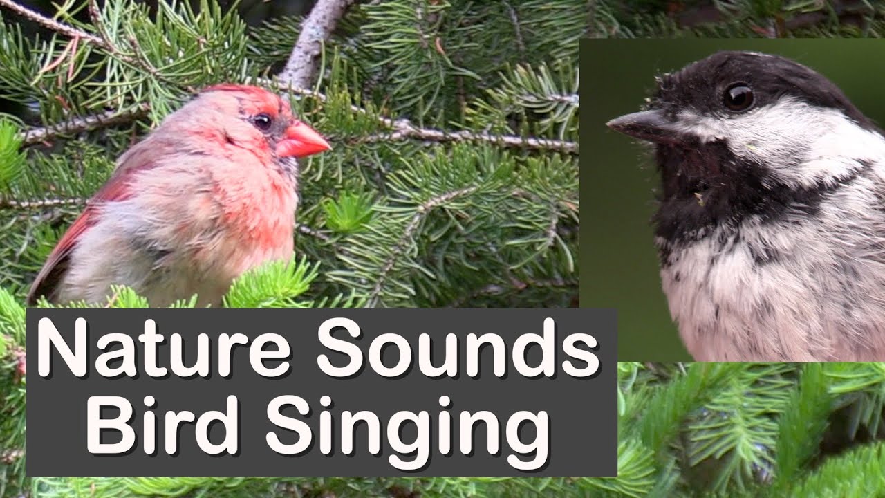 Nature Sounds Bird Singing - YouTube