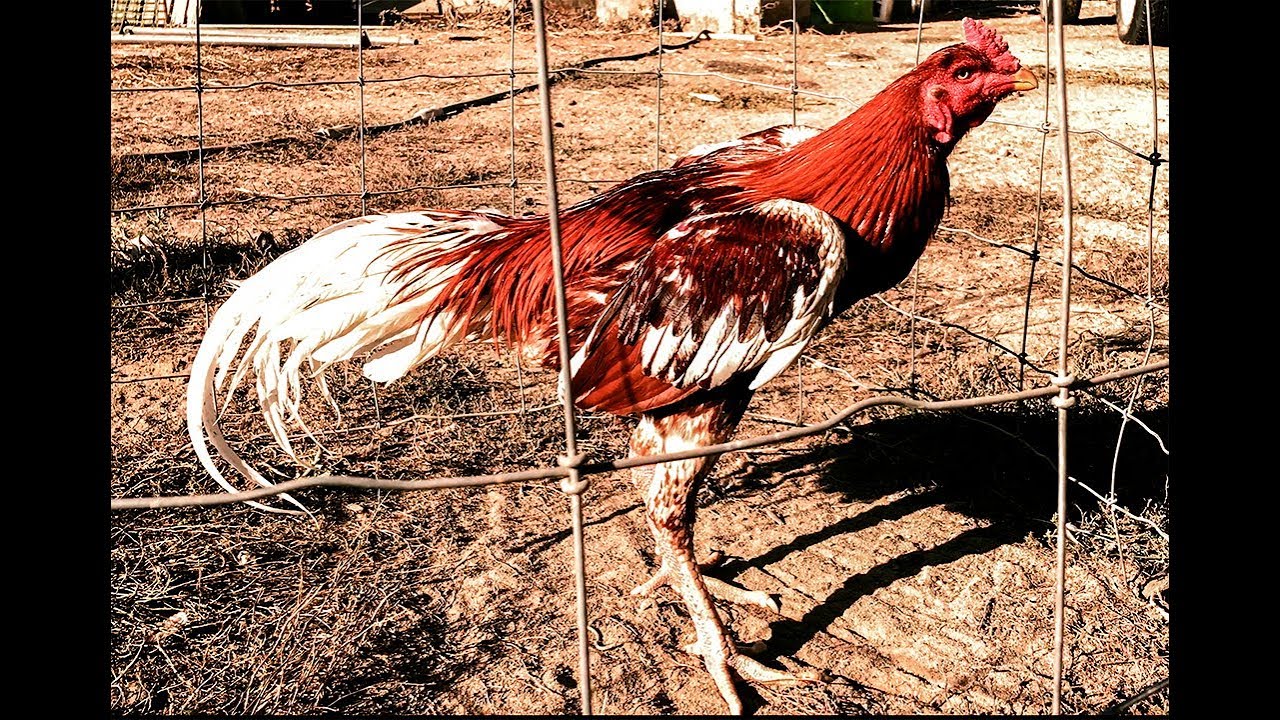 Qaib November 2019 ( ไก่ชน ) Aseel, Thai, Pakoy, Pama and Brazilian ...