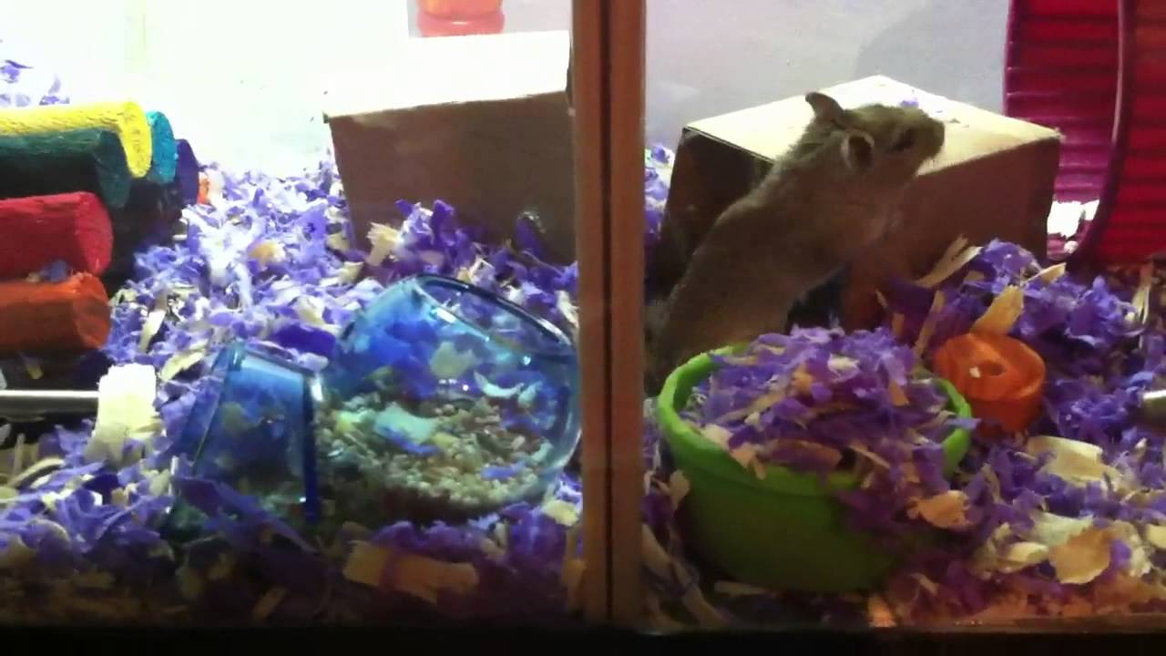 Gerbil Split tank introduction day 1 still fighting - YouTube