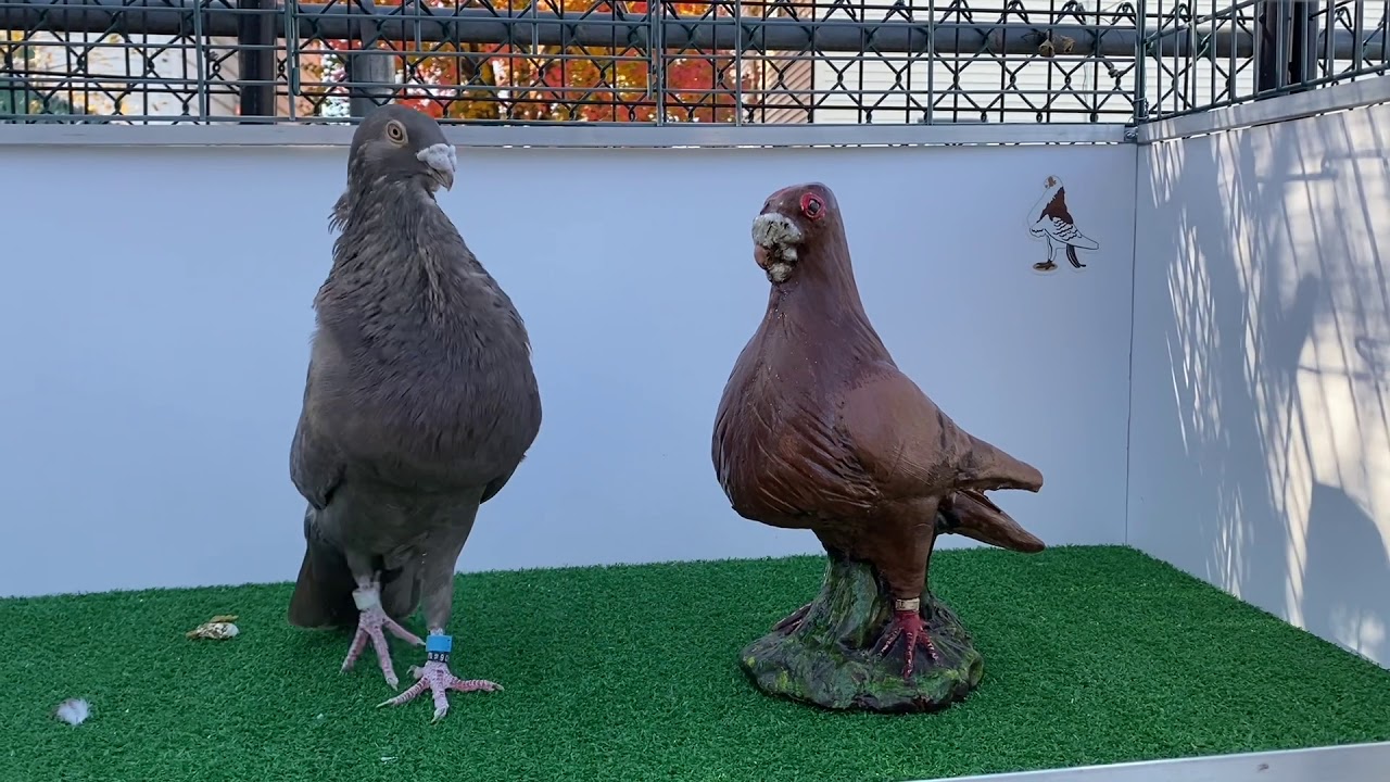 PEÑUELA Buchón Granadino Pouter Pigeon Boulant Cropper Kropftaube حمام ...