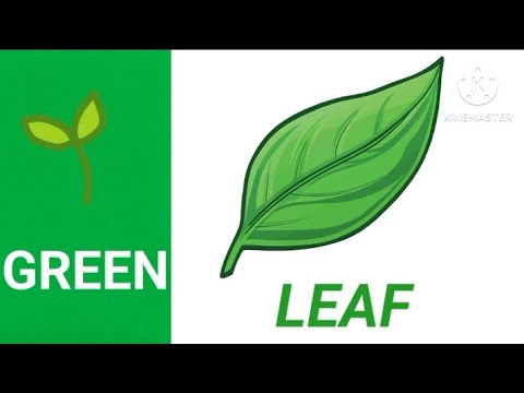 Green Colour| Things that are green| Green colour objects| Learning ...