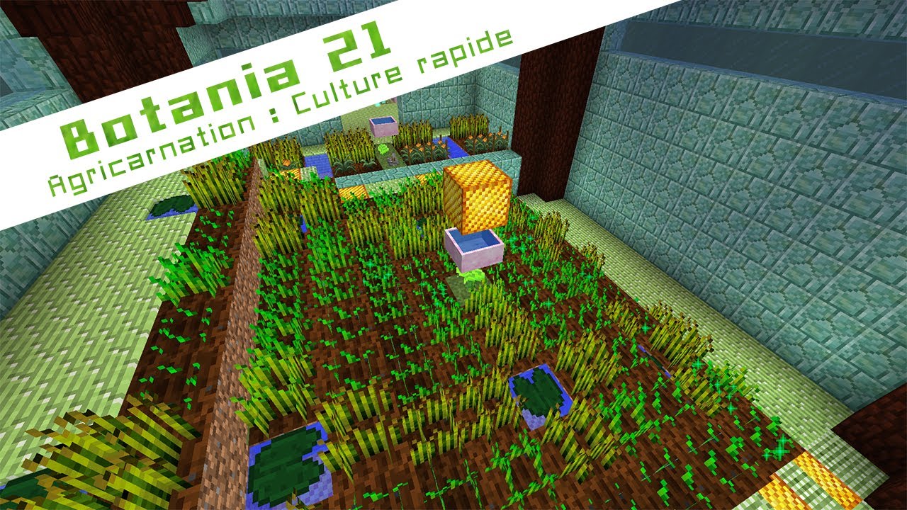 Botania de A à Z : 21 Agricarnation Culture Rapide - YouTube
