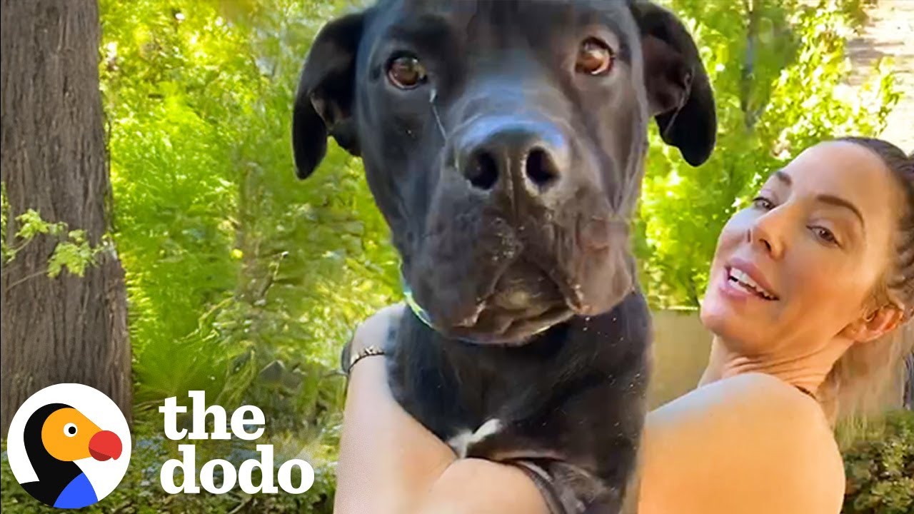 Whitney Cummings Brought Home A Dog With Two Left Legs | The Dodo - YouTube