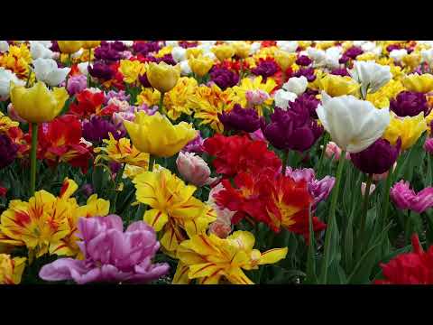 🌸 432Hz Çiçek Terapisi | Yazılımcılar ve Benzer Meslekler için 1 Saat Meditasyon & AI Rahatlama
