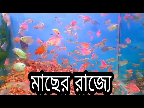 Biggest aquarium and fish market katabon Dhaka/ঢাকায় ঘোরাঘুরি - YouTube