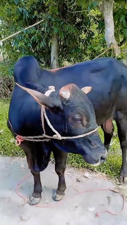 কুরবানির গরু | Kurbanir Ghoru | ঈদ-উল আযহা | গরুর হাট | ghoru | কুরবানির ঈদের গরু | Pagol Raju ...