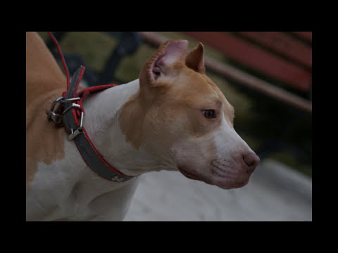 Pitbull Şila - Kim O Kızım [HD]