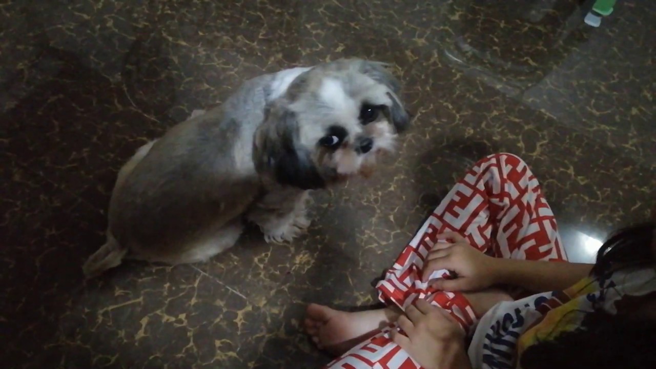 MEET RAPUNZEL DOG PART#2 PLAY TIME! - YouTube