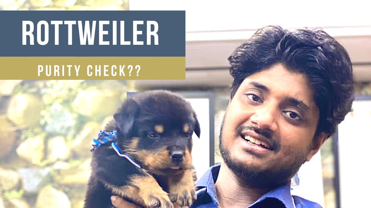 Rottweiler - The Security Dog | How to check a pure Rottweiler puppy ...