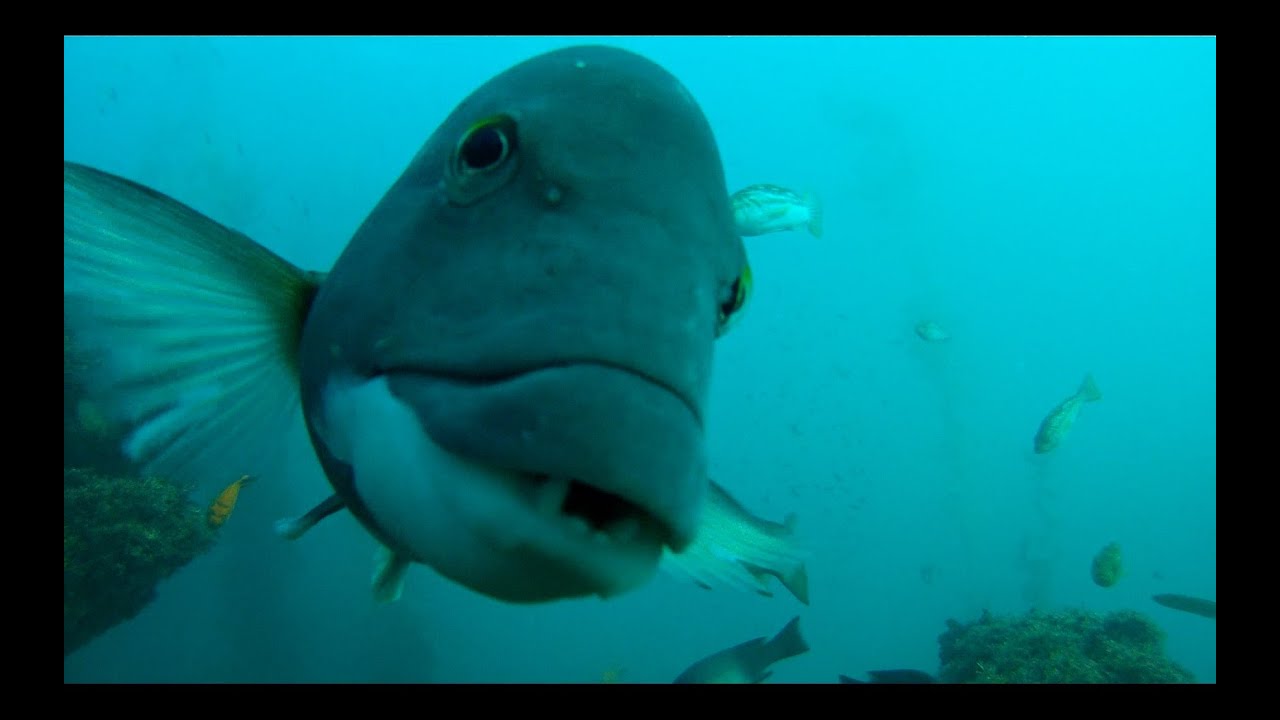 Crescent Bay / Dead Man's Reef Scuba Dive - Halloween 2015 - YouTube