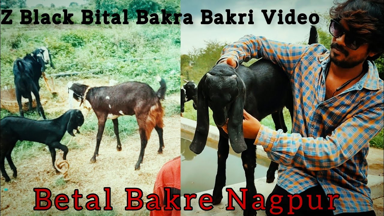 Bital Nasal Ke Bakra Or Bakri Full Video | Nagpur 😍 - YouTube