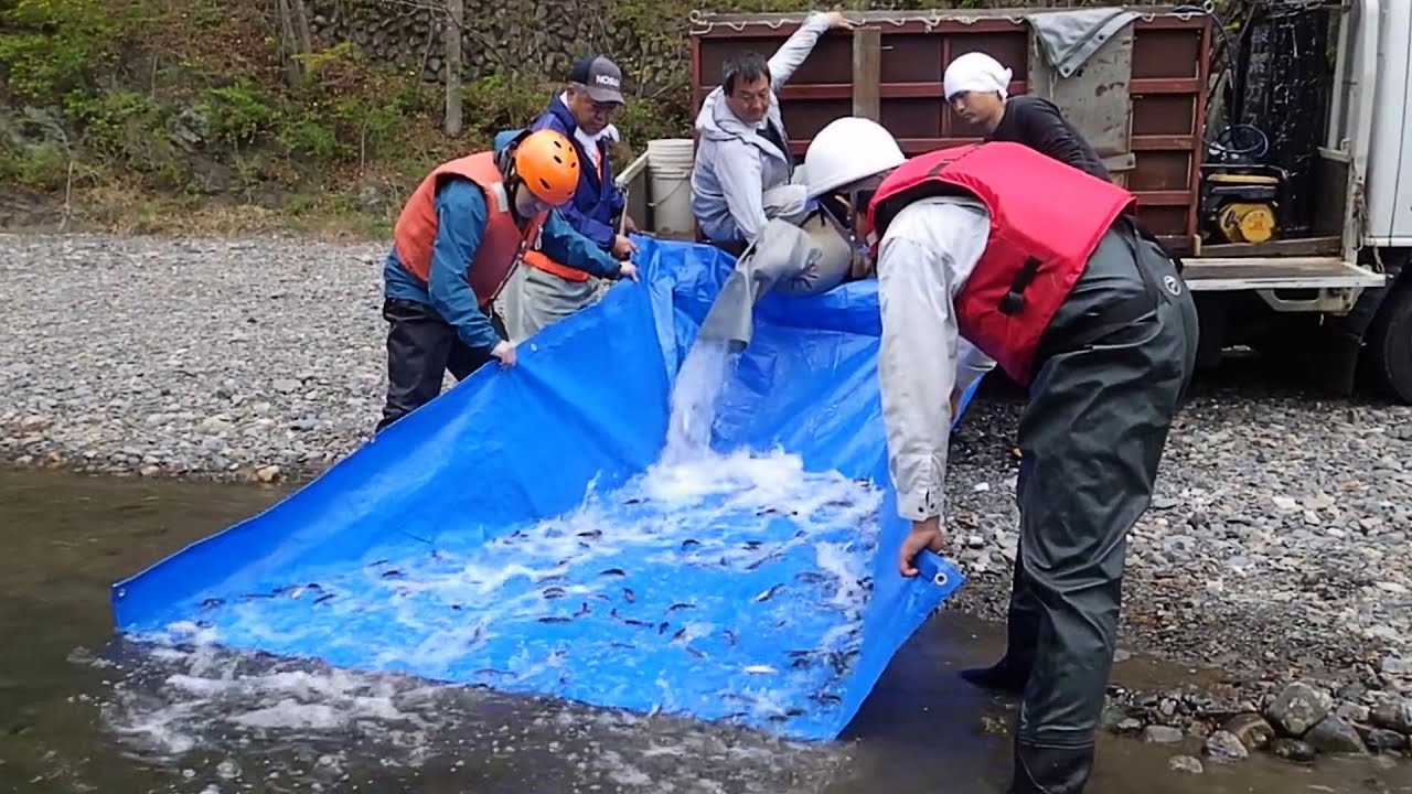 Releasing Japanese Trout Into a Wild River Compilation - YouTube