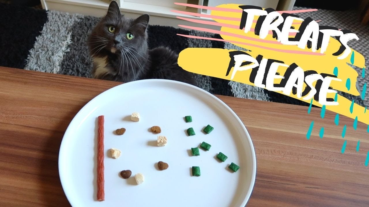 Making My Cat A Treat Buffet | Can She Resist? - YouTube