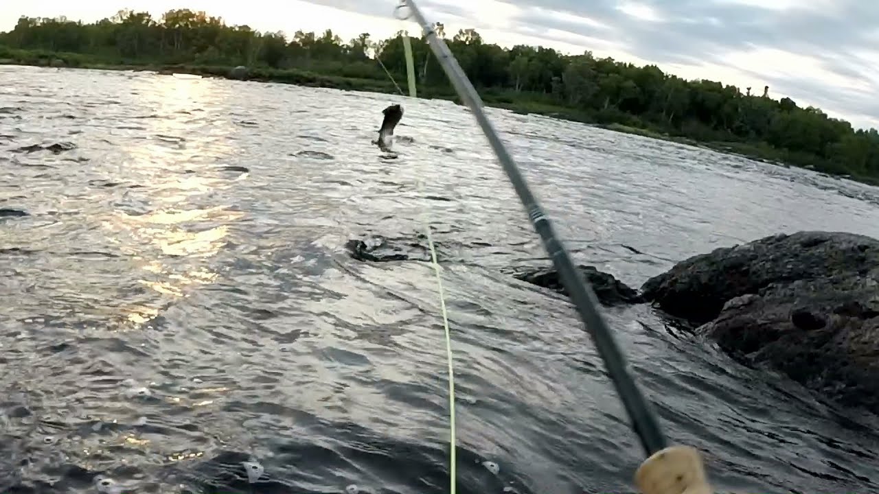 Large Atlantic Salmon Jumping on Gander River - YouTube