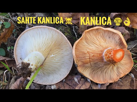 Muhteşem Kanlıca Mantarı ve Zehirli Yalancı Kanlıca Arasındaki Farklar !