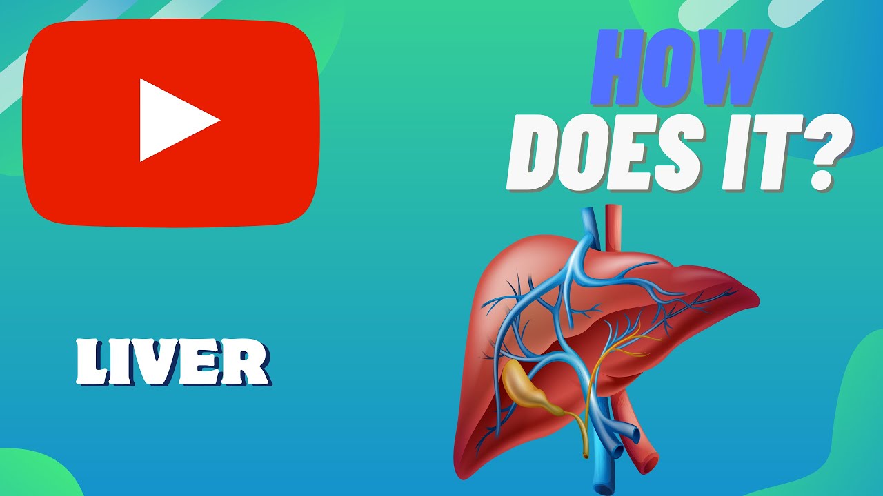 How Does The LIVER Work - YouTube