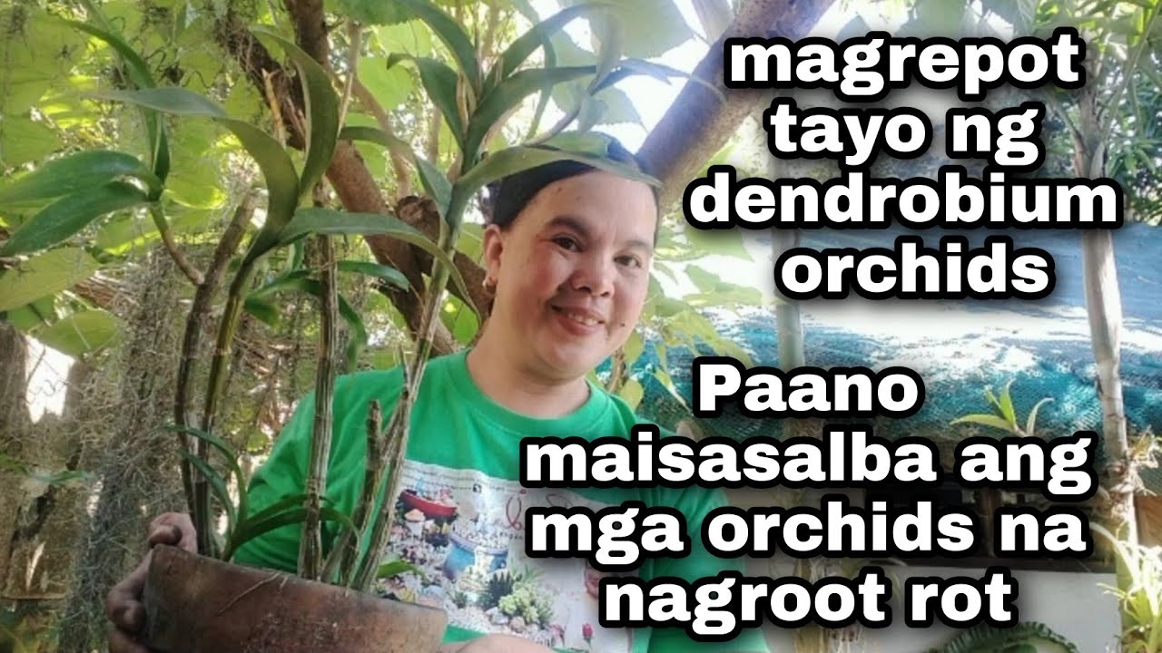 Paano maisasalba ang orchids na naroot rot / magrepot tayo ng dendro ...